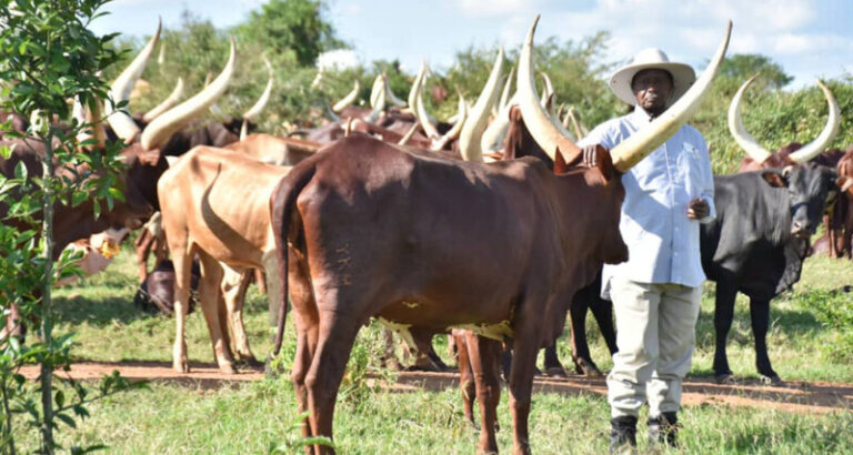 Museveni donates 100 cows to aid "Anti-tick" vaccine trials – Daily Express