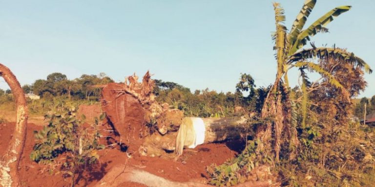How intra-clan bickering felled the sacred Nabukalu tree – Daily Express