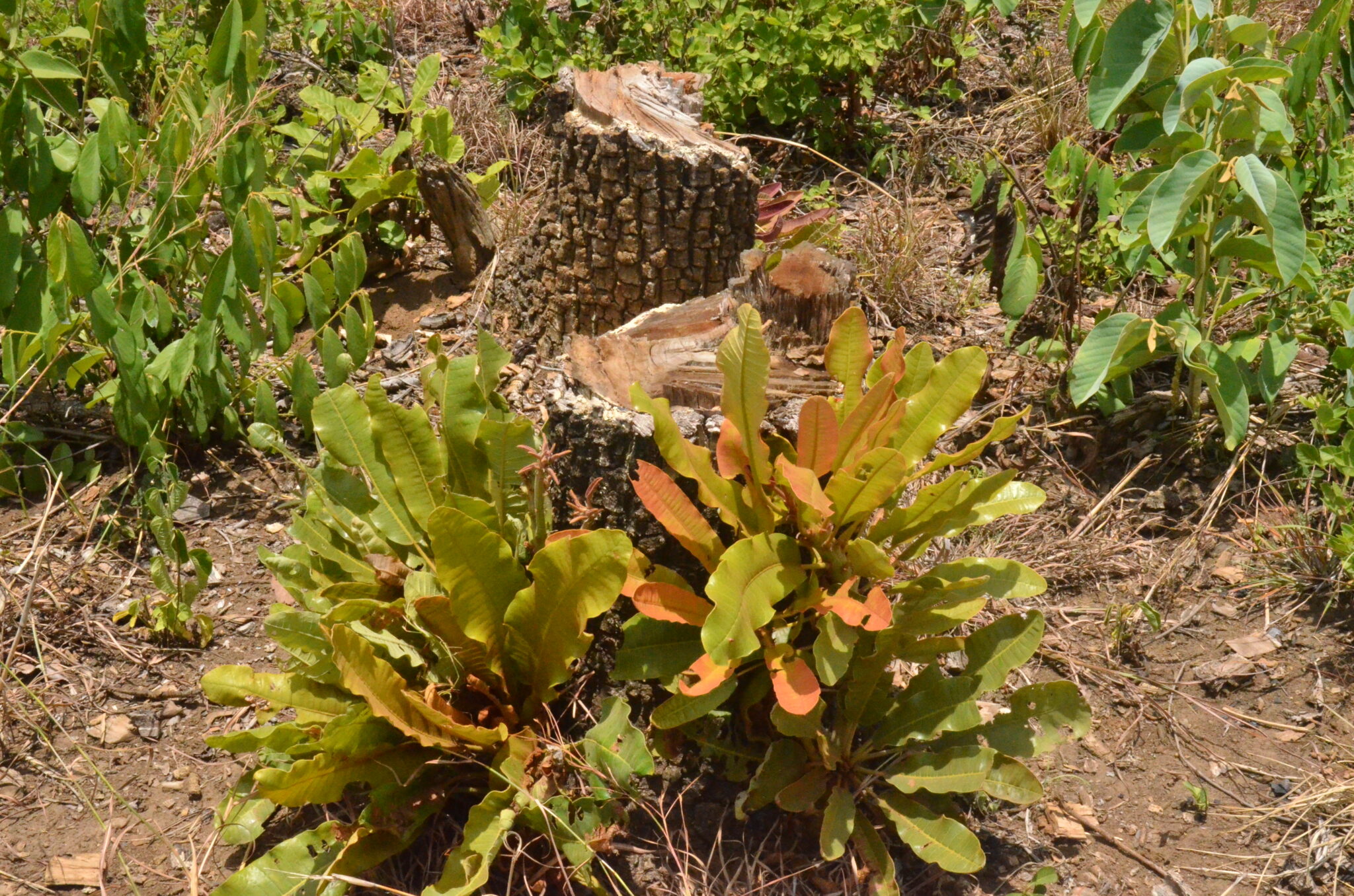 The Green Gold of Acholi: Locals form cooperatives to conserve the ...