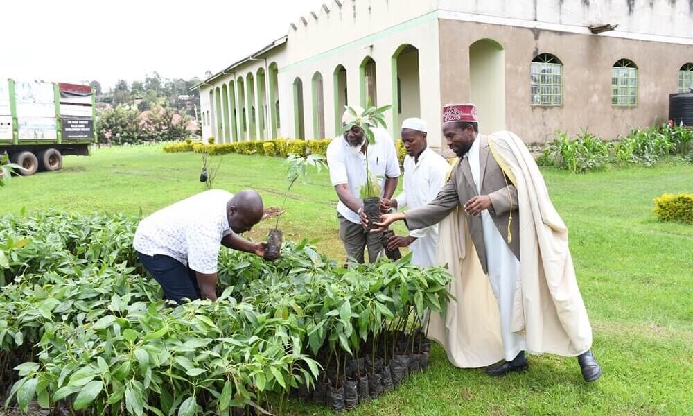 Inside the shs400m Hass Avocado project in Kabale – Daily Express